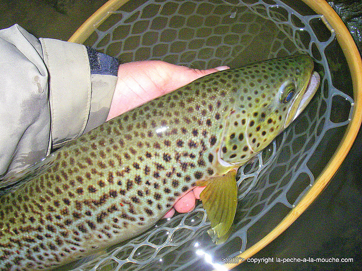 Une truite fario record - session peche a la mouche au coup du soir