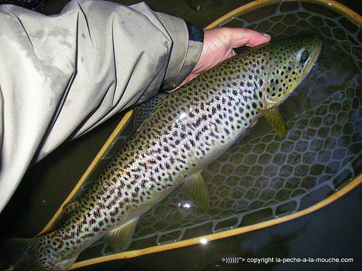 Une truite fario record - session peche a la mouche au coup du soir
