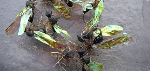 fourmi - PECHE A LA MOUCHE