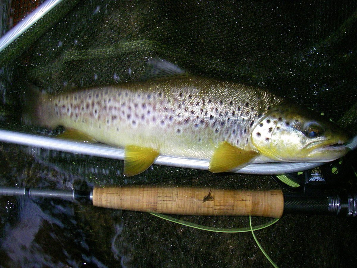 Peche a la truite fario à la mouche, une 100aine d'articles sur la ...